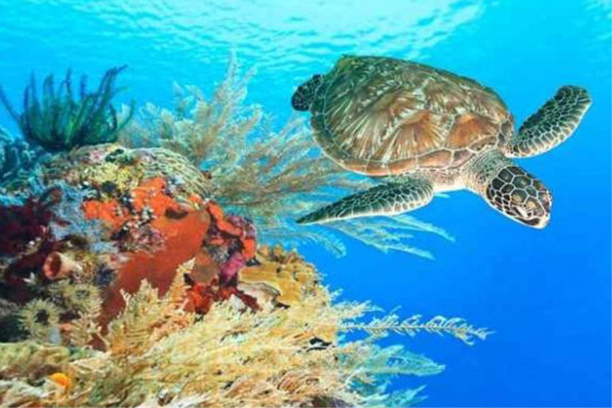Full-Day Snorkeling Adventure to Hamata Islands from Marsa Alam ...